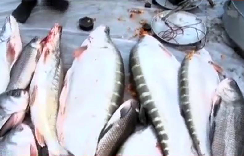 Bhogali Bihu festivities grips Assam, Uruka today | Northeast Live