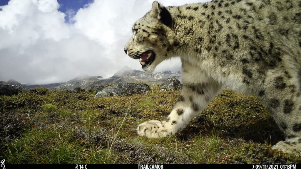 Arunachal: Push for conservation of snow leopard | Northeast Live