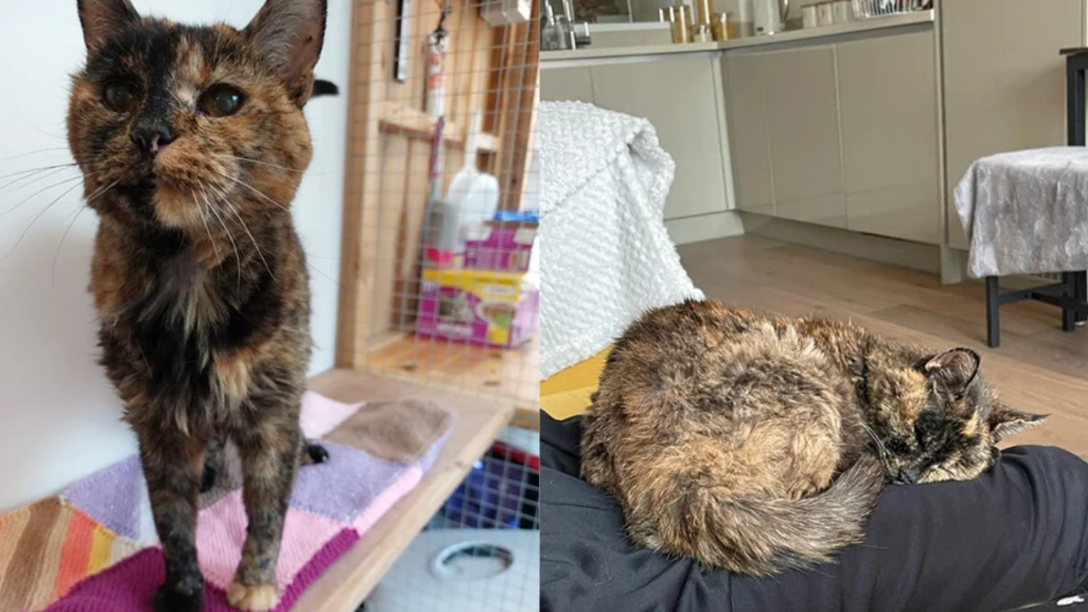 Meet Flossie, Wrold’s Oldest Living Cat | Northeast Live