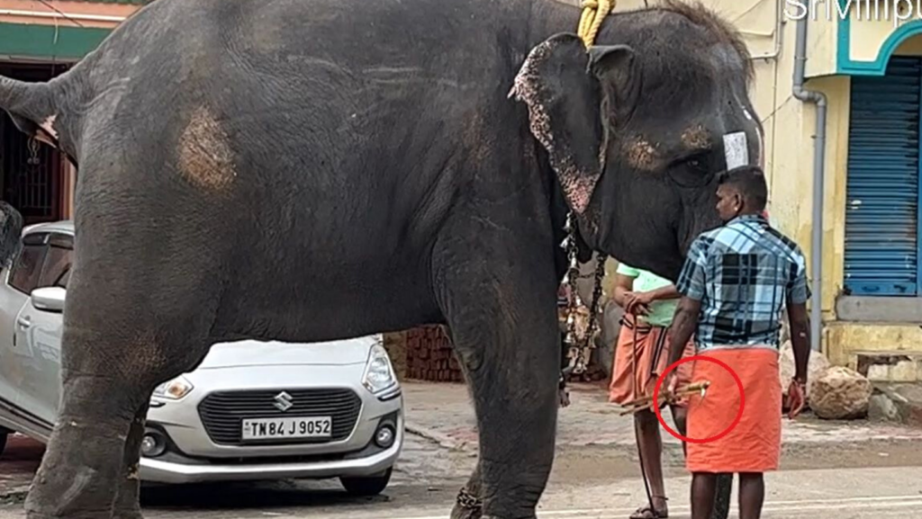 Assam's Elephant Joymala Still in Chains; PETA India Releases New Video ...