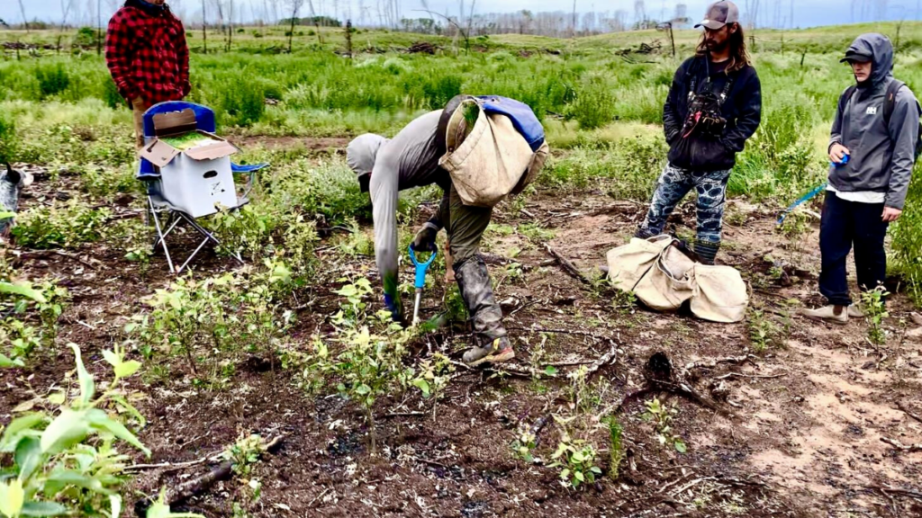 Canadian environmentalist sets record, plants over 23,000 tree saplings ...