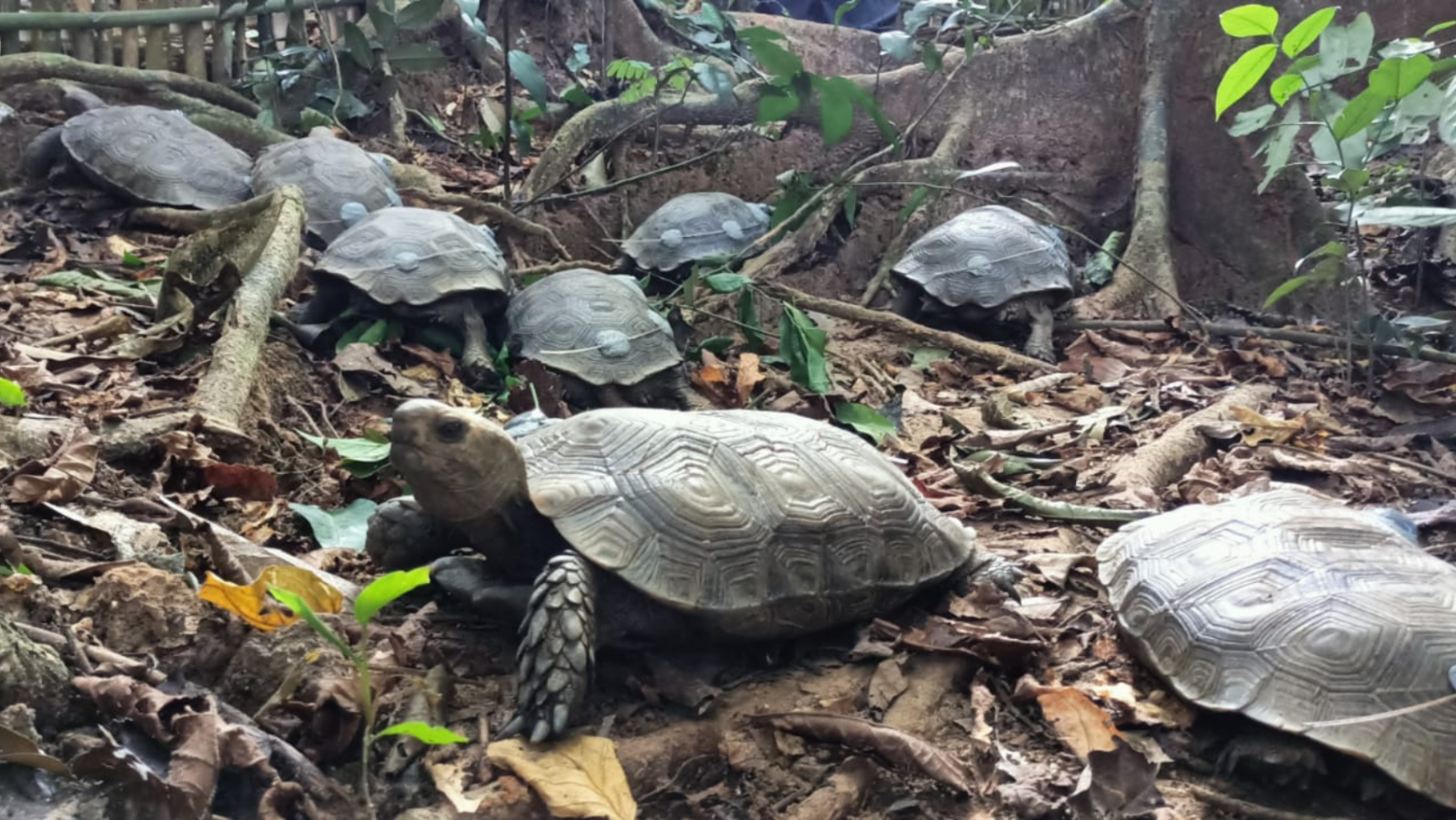 10 Asian Giant Tortoises release into Intanki National Park in Nagaland ...