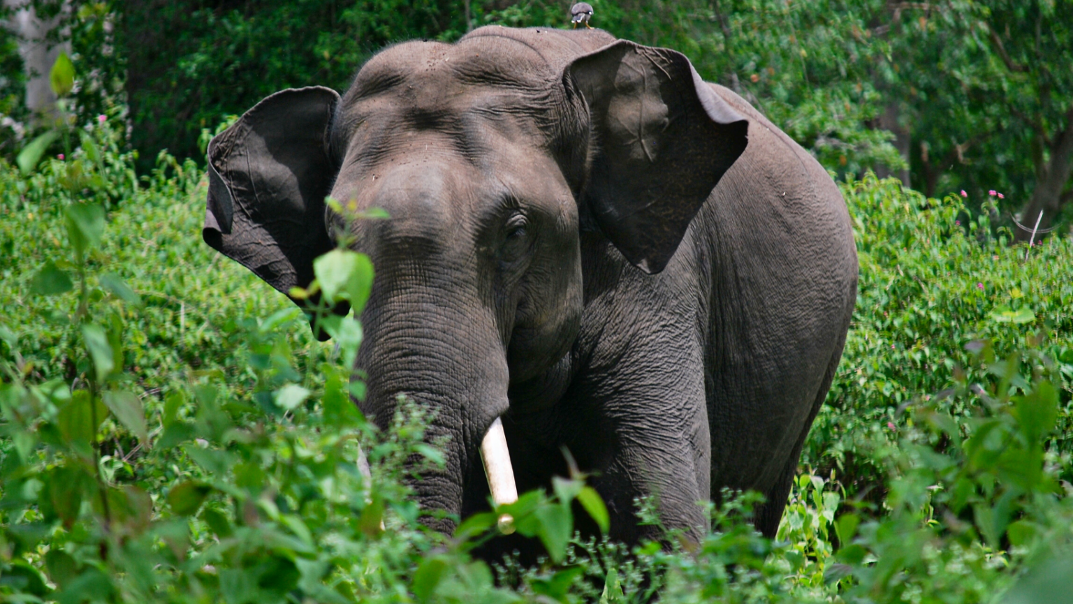 Wild Elephant Found Dead at Assam Tea Estate | Northeast Live