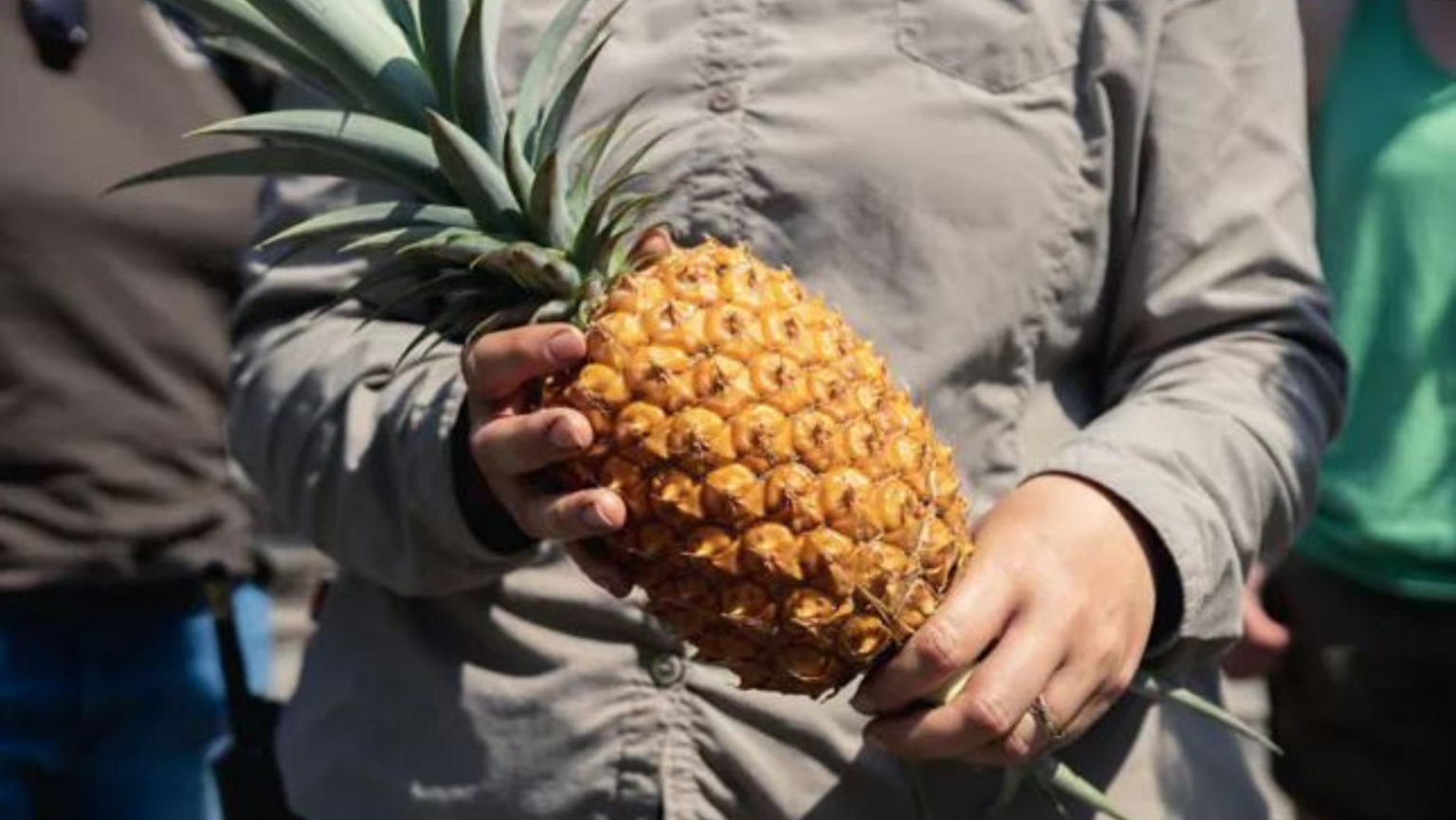 This pineapple costs Rs 1 lakh. Find out what is so special about it ...