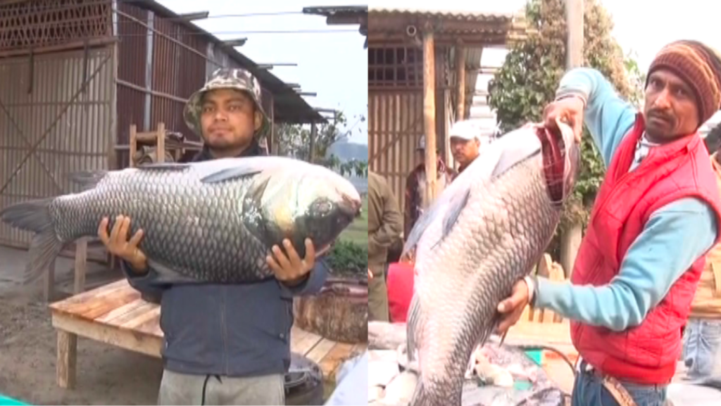 Assam celebrates Magh Bihu, people throng fish markets on Uruka as the ...