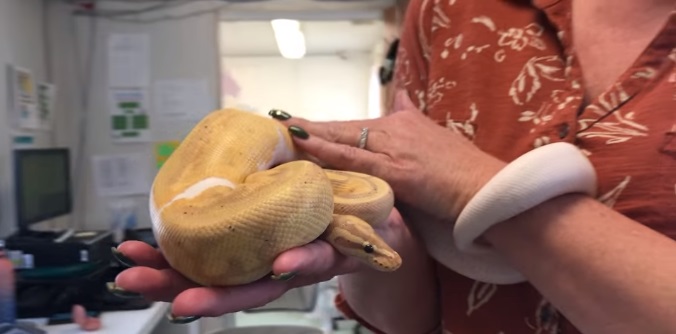 Watch: Piebald Ball Python Found Behind Fridge In New Jersey House ...