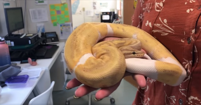 Piebald Ball Python