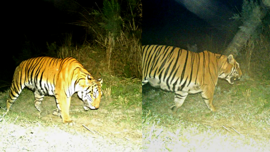 Assam: Two tigers spotted in Bura Chapori Wildlife Sanctuary post ...