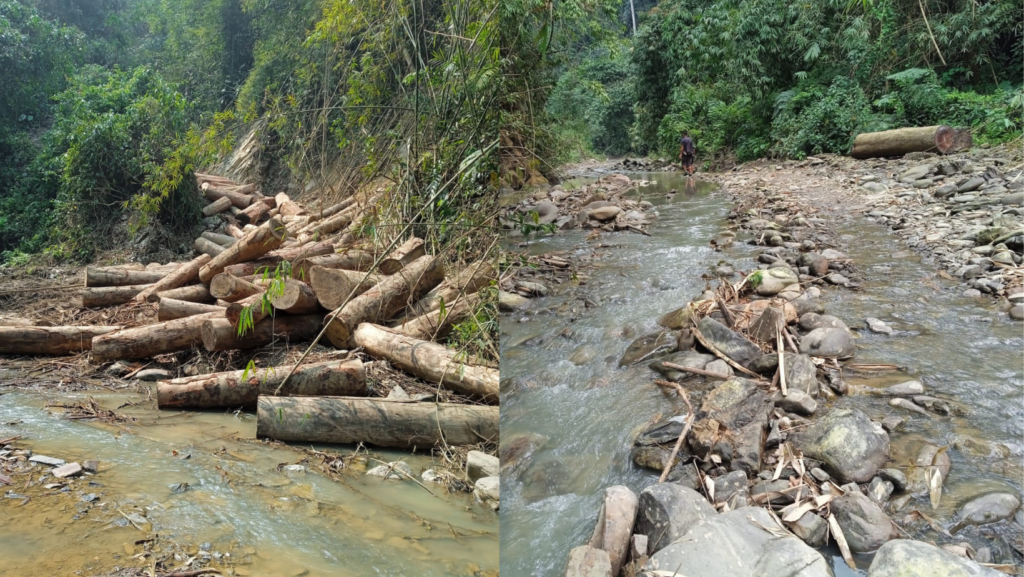 Timber Smuggling in Arunachal’s Tirap district continues unabated ...