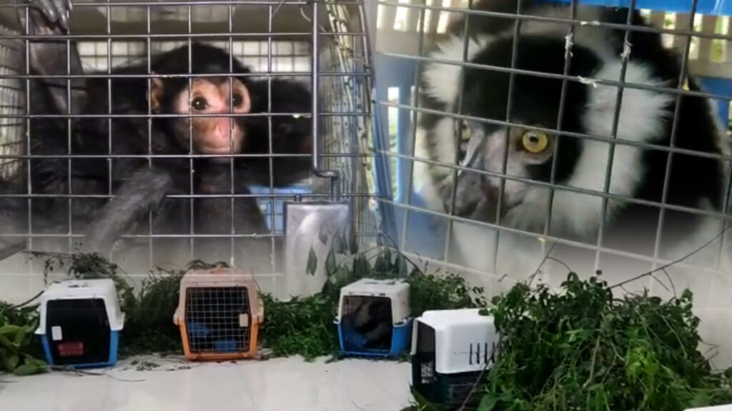 Police seize 9 rare species of monkeys from near Assam Mizoram border ...