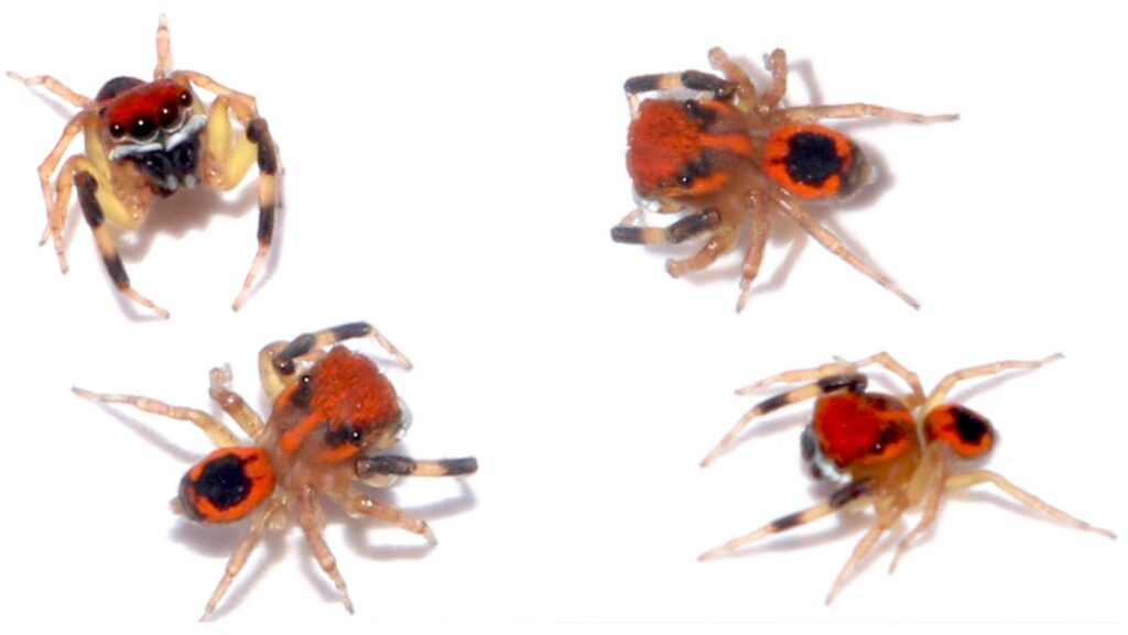 Meghalaya: New species of jumping spiders discovered in South Garo ...