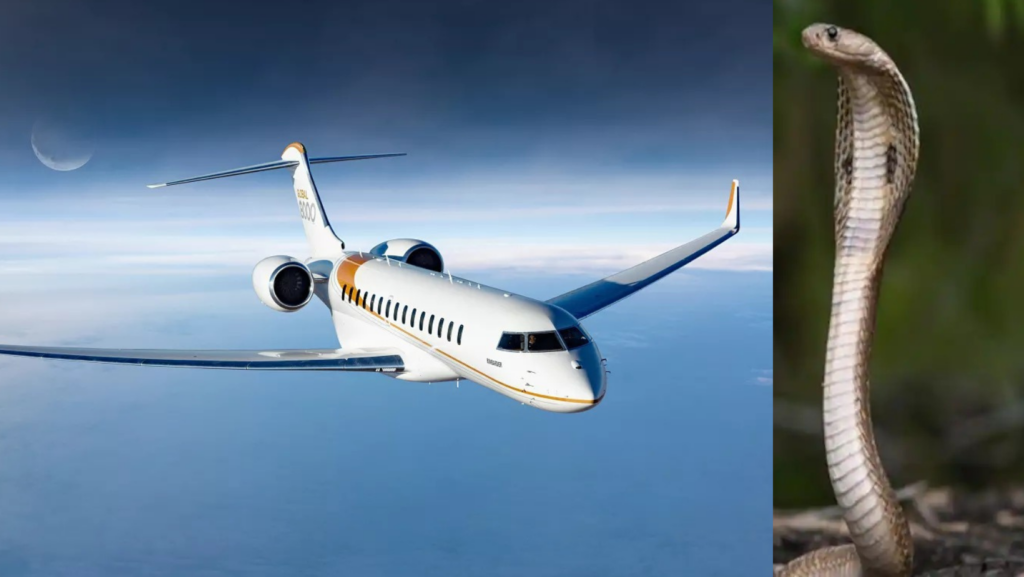 Cobra appears inside cockpit, here is what happened to the plane ...