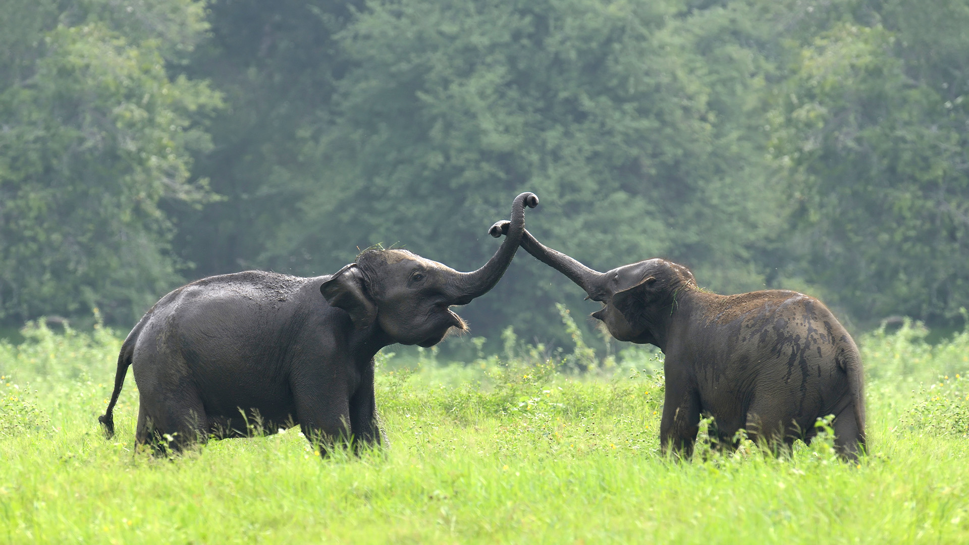 On World Elephant Day lets show more love and compassion to the gentle ...