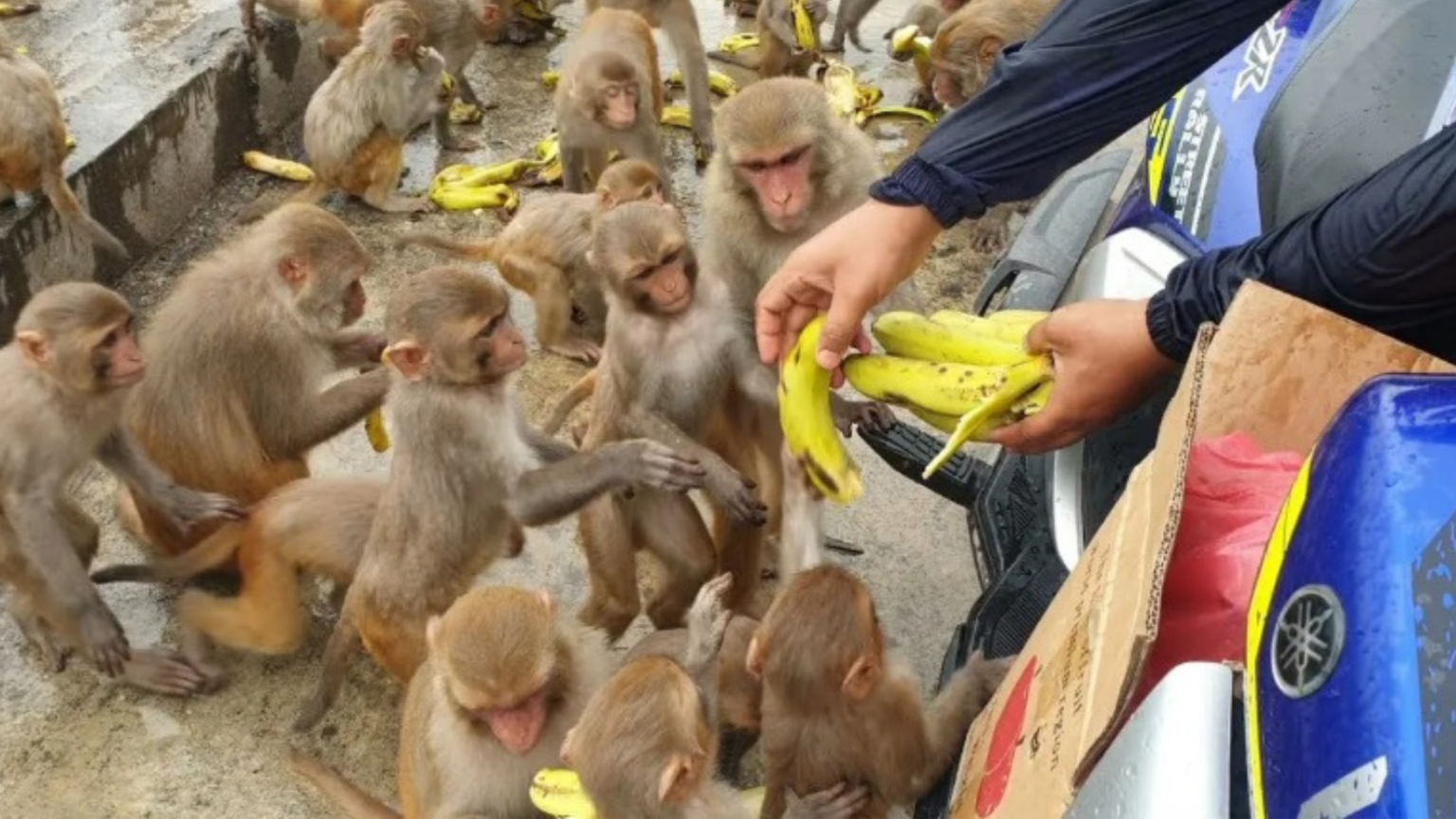 Sikkim Government adopts unique 'Monkey Management' program | Northeast ...