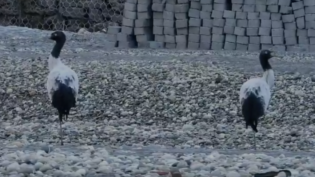 Arunachal Pradesh: Black-necked crane arrives in Nyamjang Chhu