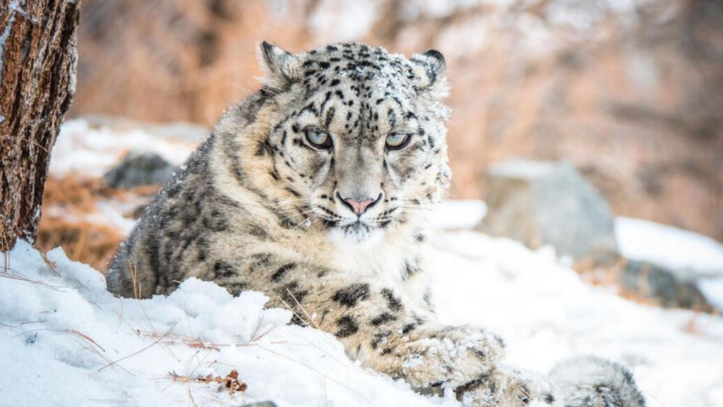 Status Report of Snow Leopards in India: Arunachal, Sikkim home to ...