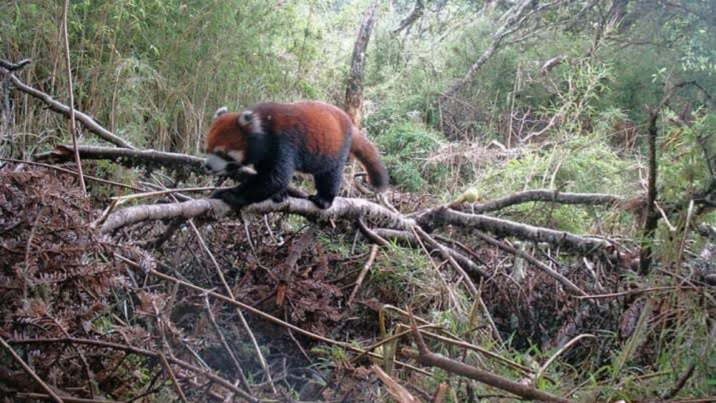 Near-extinct Red Panda spotted in Sikkim | Northeast Live