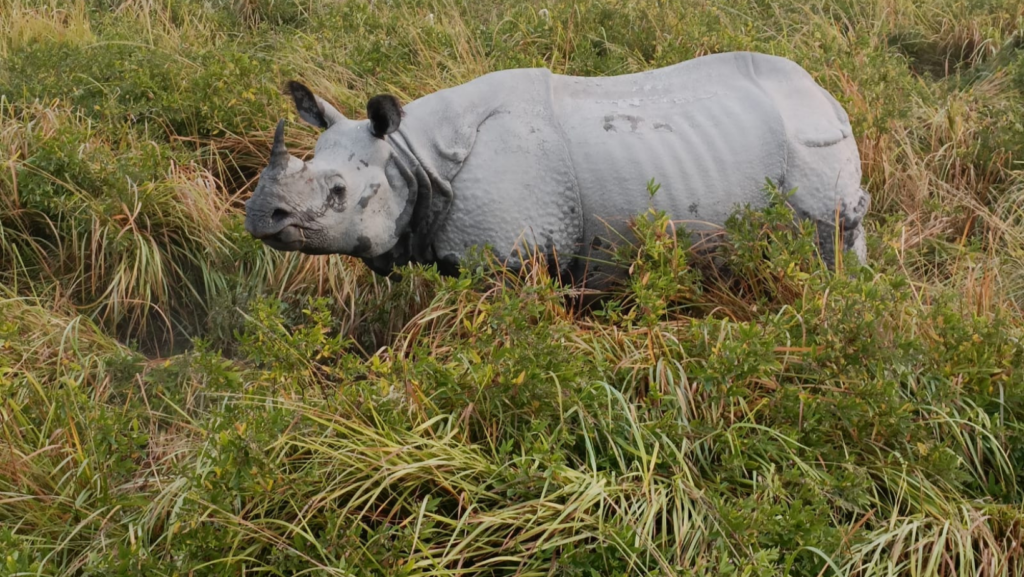 Rhino attack leaves two forest workers injured in Kaziranga | Northeast ...