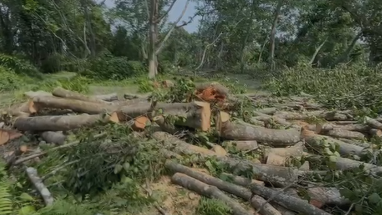 Assam: Amid rising concerns of global warming, 100 trees illegally ...