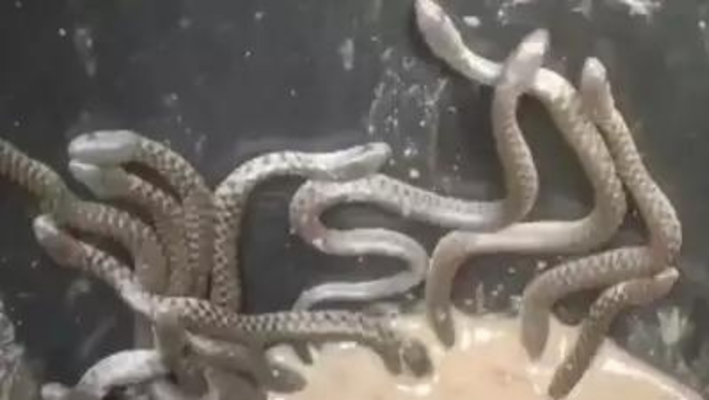 Shocking visuals of 35 snakes crawling out of a bathroom in Assam ...