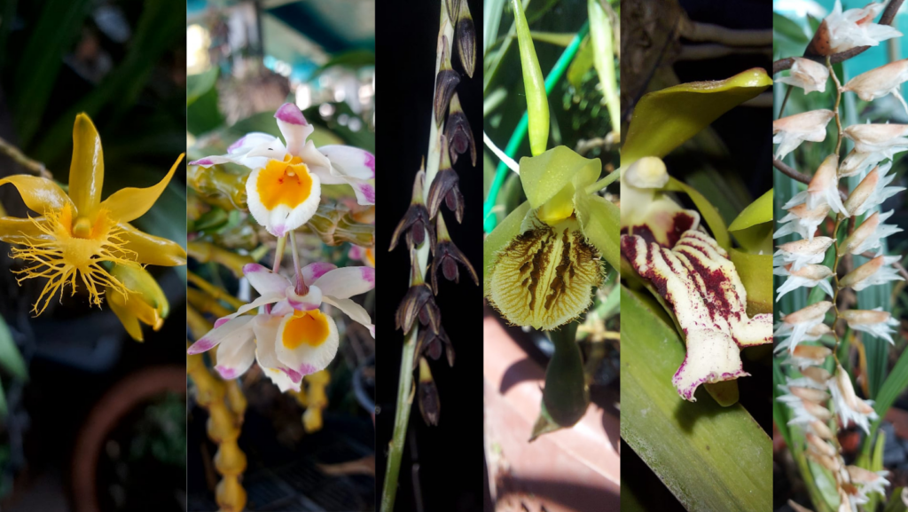 12 new species of orchids and 2 new varieties of wild jasmine ...