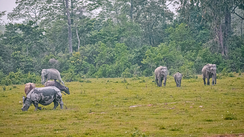 Assam: River rafting and elephant safari shut in Manas National Park ...