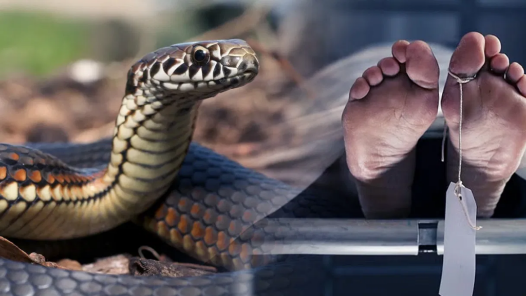 9-year-old dies after doctors give tetanus injection for snake bite