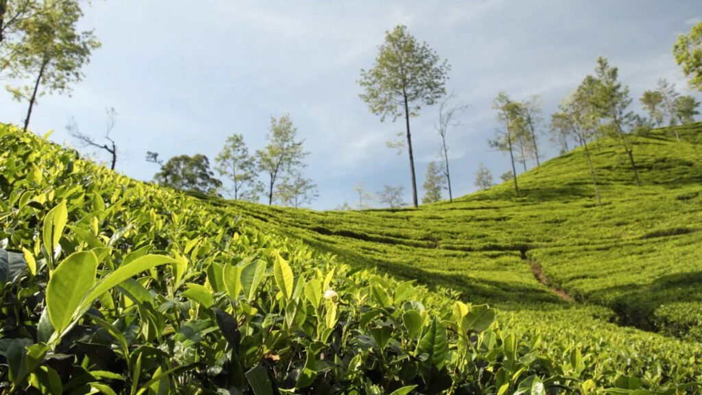 Assam's tea body ABLTMA to launch "Eurofins Agro Laboratories" in ...