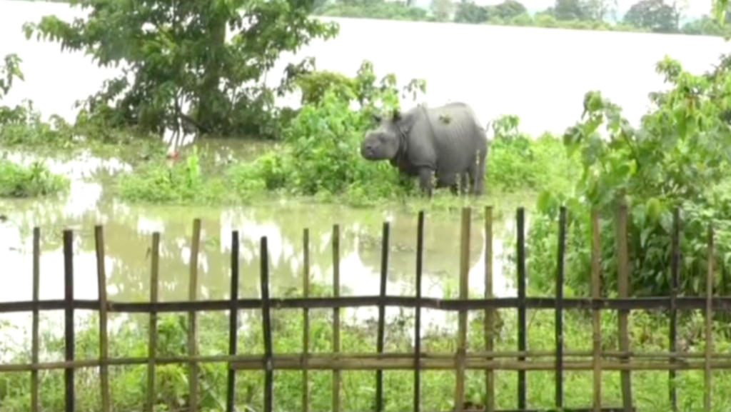 138 animals including 6 rhinos perish in floodwaters in Kaziranga ...