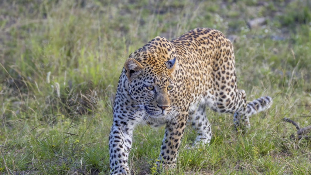 Construction Worker of Bridge Injured In Leopard Attack