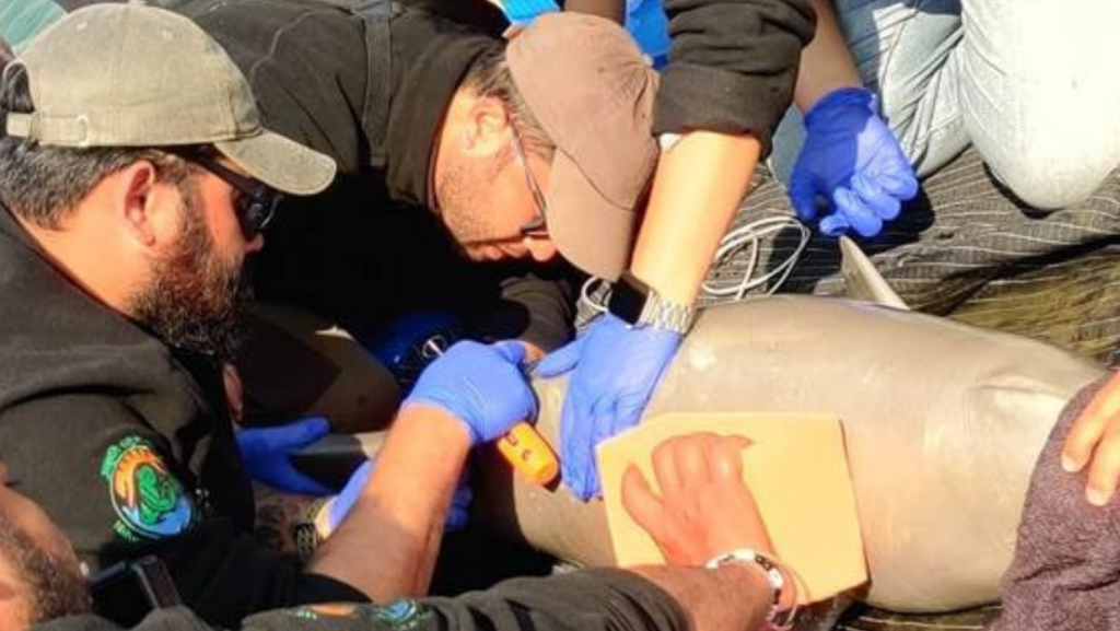 First-Ever Tagging Of Ganges River Dolphin In Assam