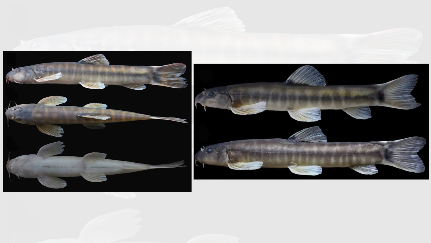New Cave-Dwelling Fish Species Discovered by Gauhati University Team in Meghalaya