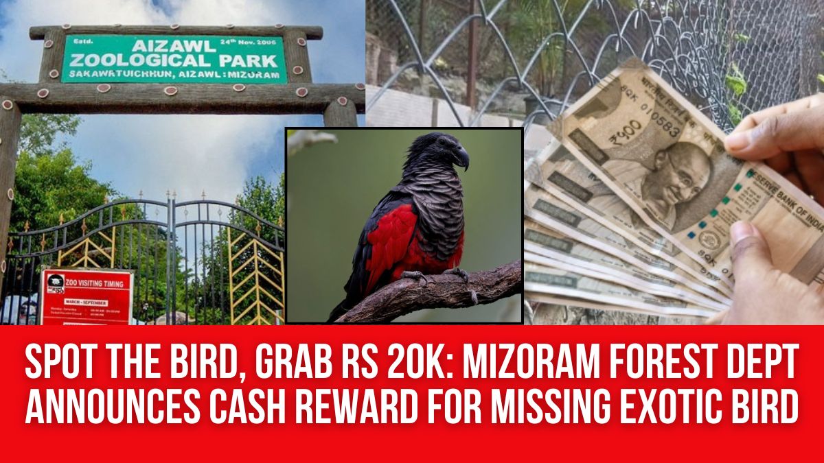 Spot the Bird, Grab Rs 20K: Mizoram Forest Dept Announces Cash Reward ...