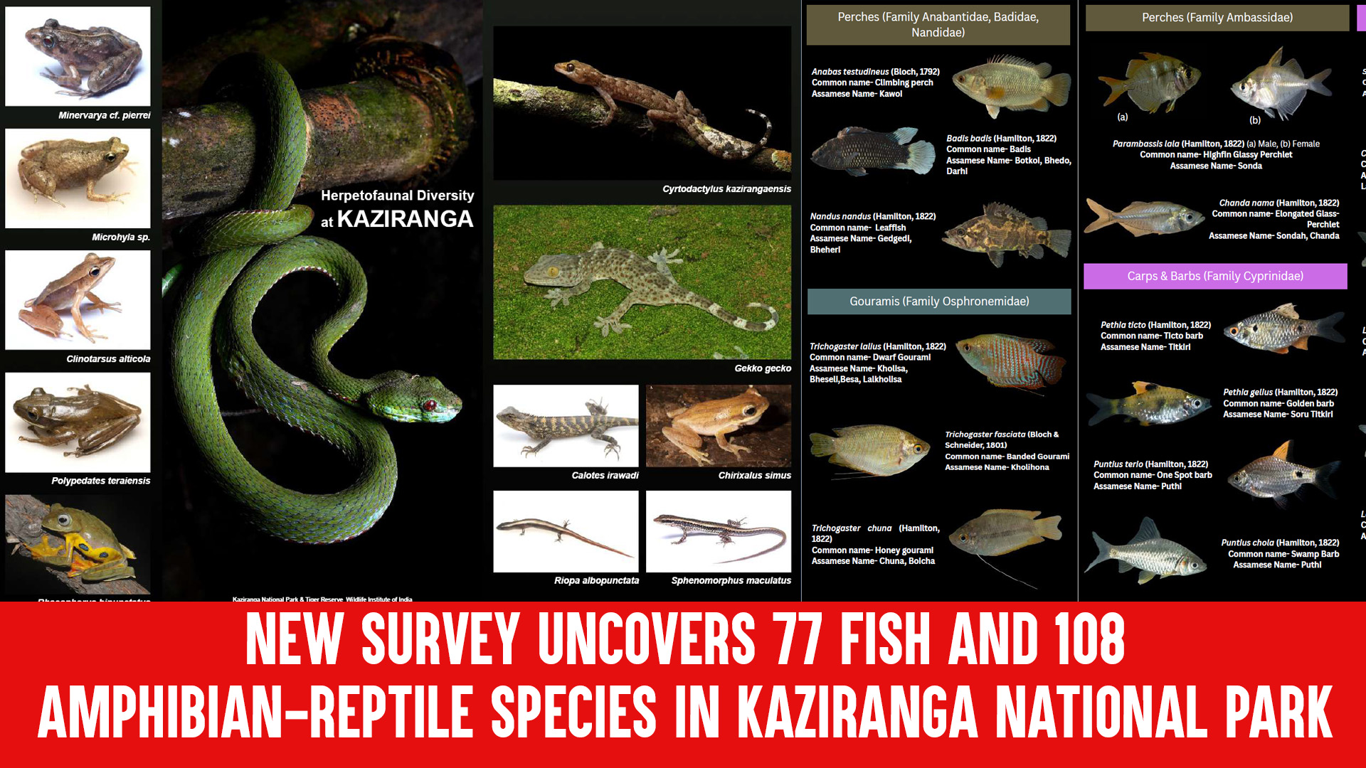 New Survey Uncovers 77 Fish and 108 Amphibian-Reptile Species in ...