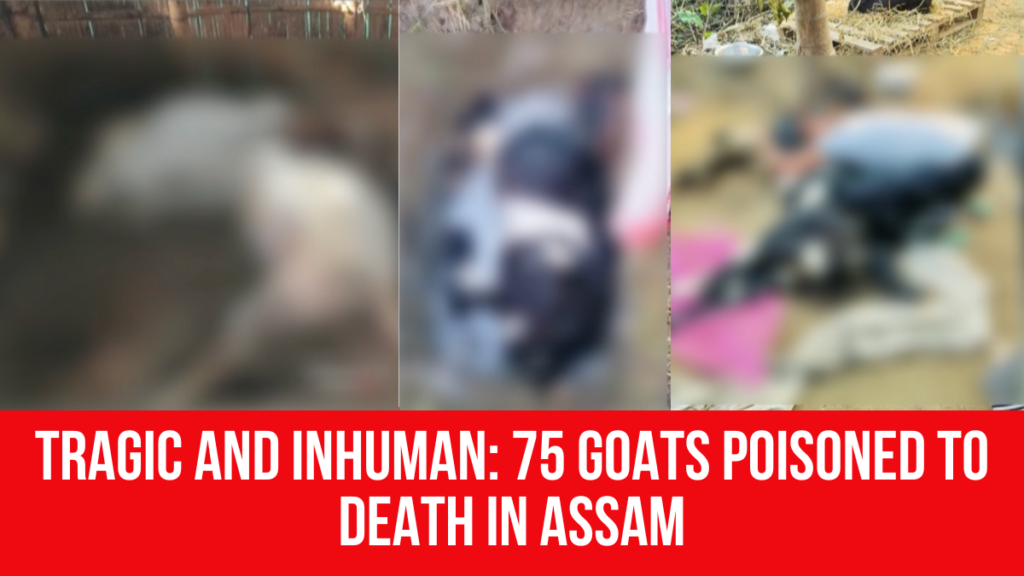 Tragic and Inhuman: 75 Goats Poisoned to Death in Assam