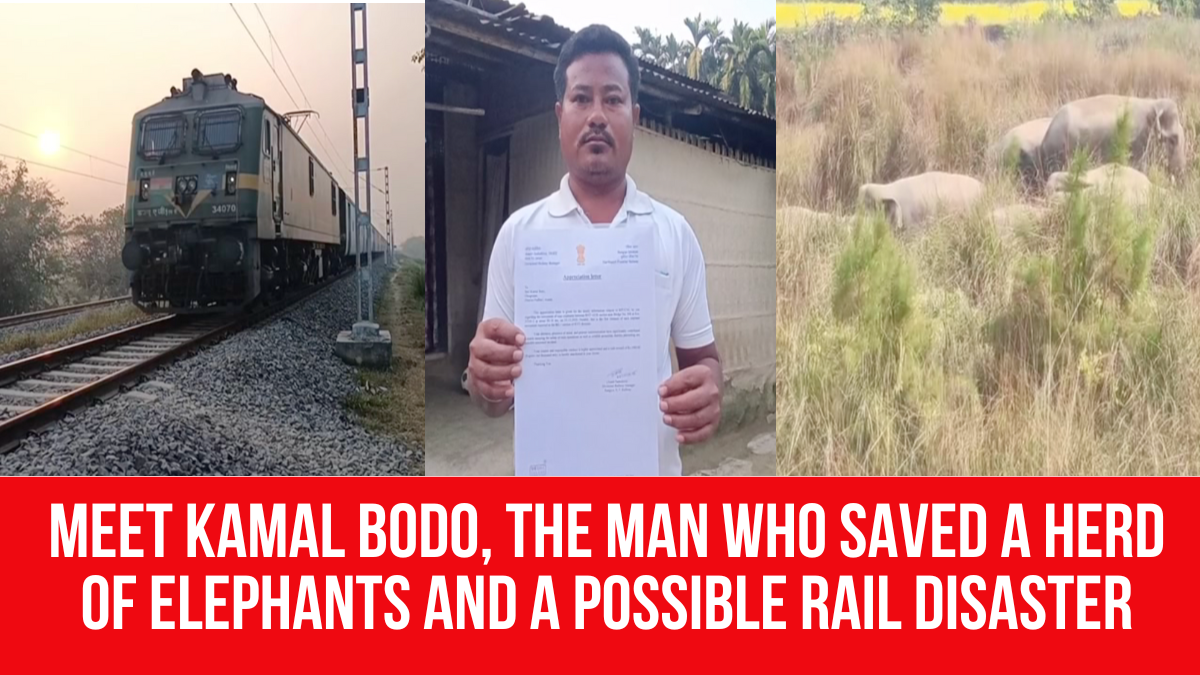 Meet Kamal Bodo, the Man Who Saved a Herd of Elephants and a Possible ...