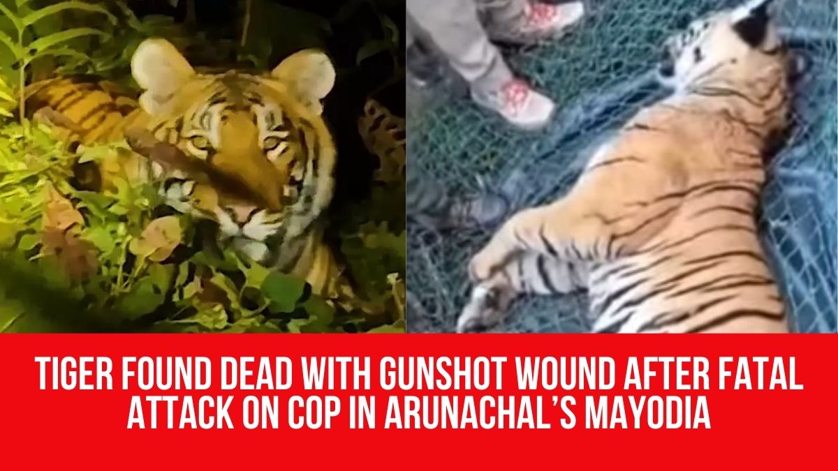 Tiger Found Dead with Gunshot Wound After Fatal Attack on Cop in ...