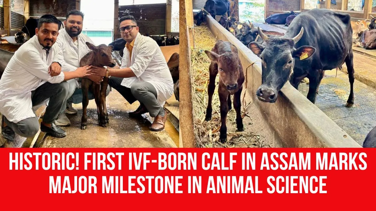 Historic! First IVF-Born Calf in Assam Marks Major Milestone in Animal ...