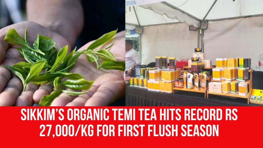 Sikkim’s Organic Temi Tea Hits Record Rs 27,000/Kg For First Flush Season