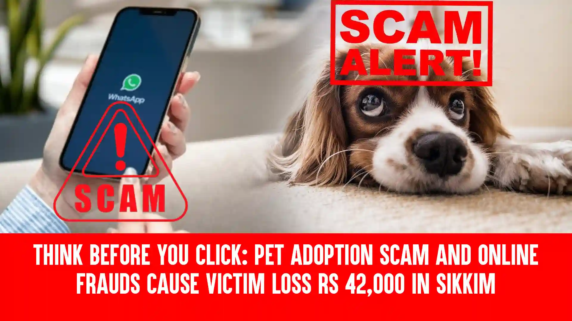 Think Before You Click: Pet Adoption Scam and Online Frauds Cause ...