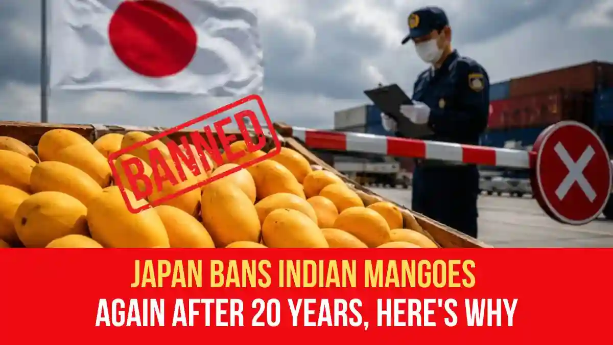 Japan Bans Indian Mangoes Again After 20 Years, Here's Why